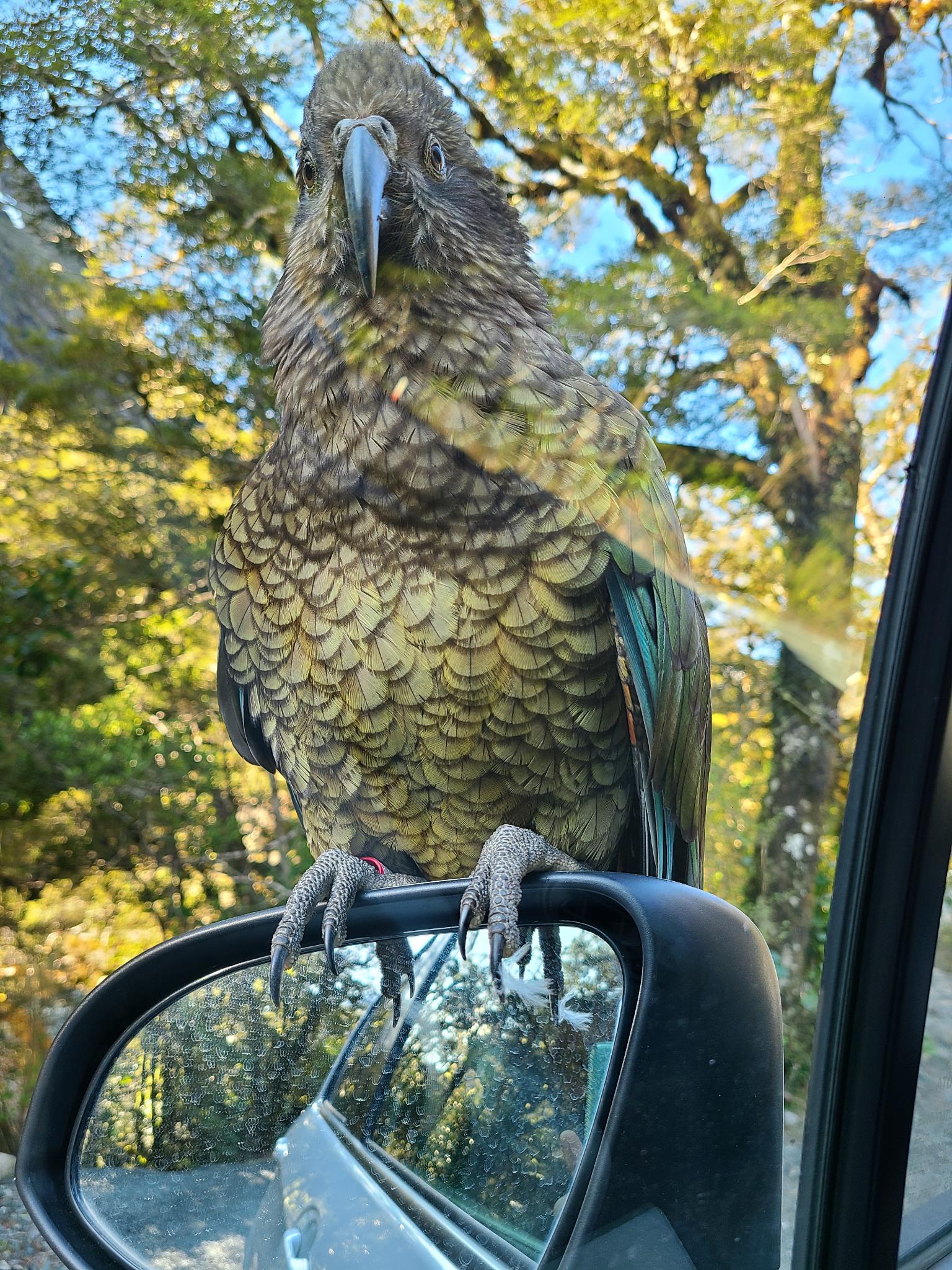 Kea Birds are the Natural Predator to Rental Cars – Team Strawberry ...